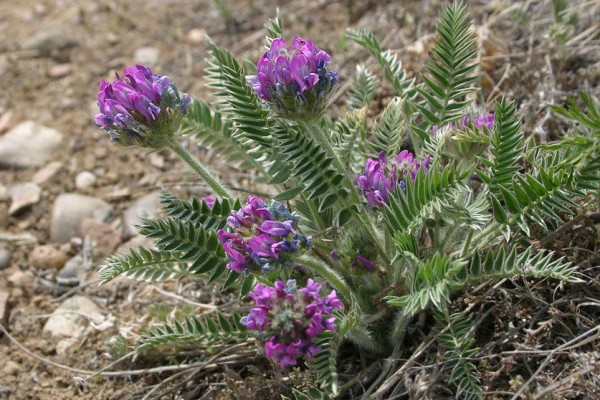 Econews.am | Oxytropis lazica: Red Data Book of Armenia